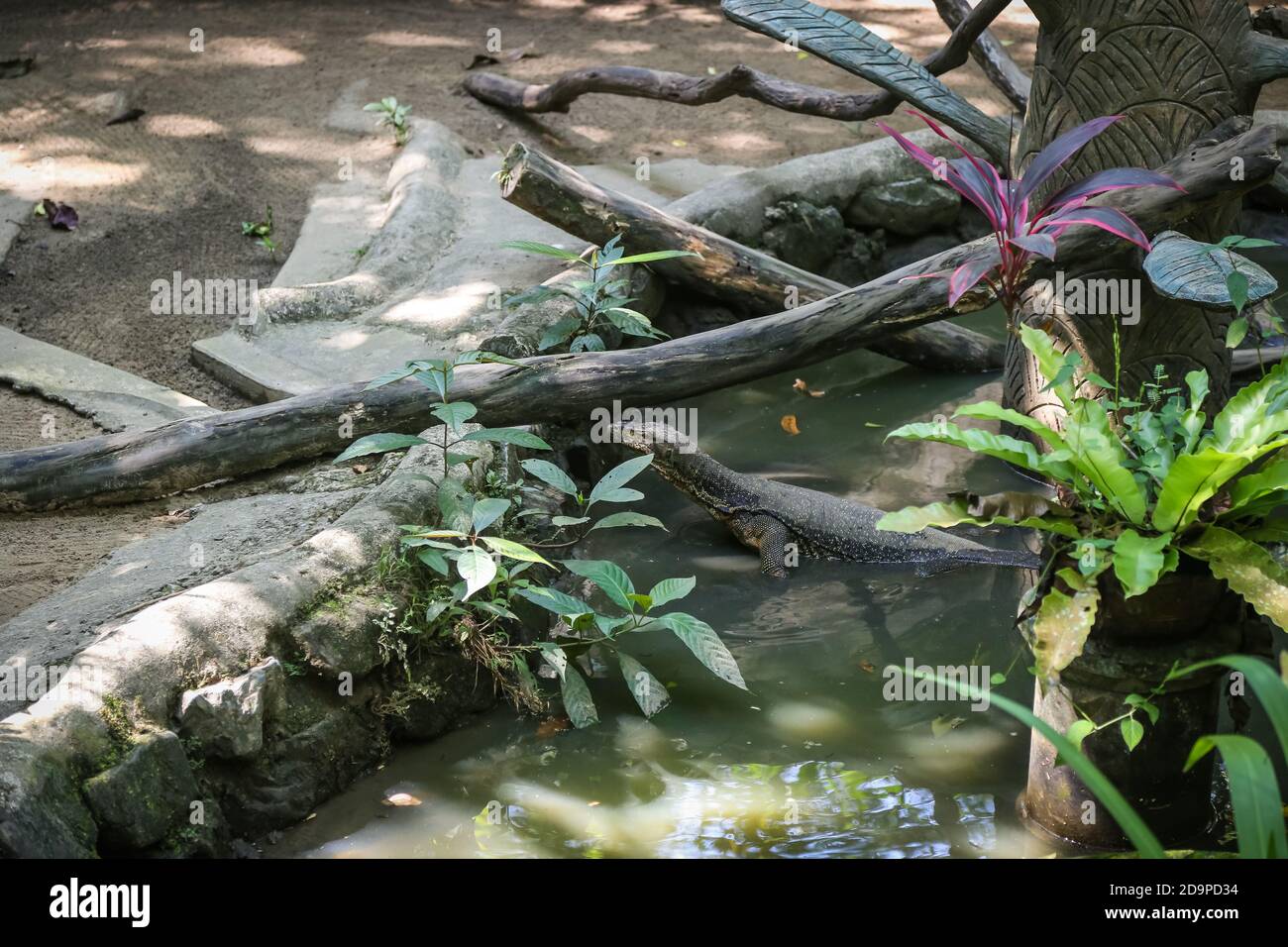 Komodo dragon in natural habitat. Biggest living lizard in the world ...