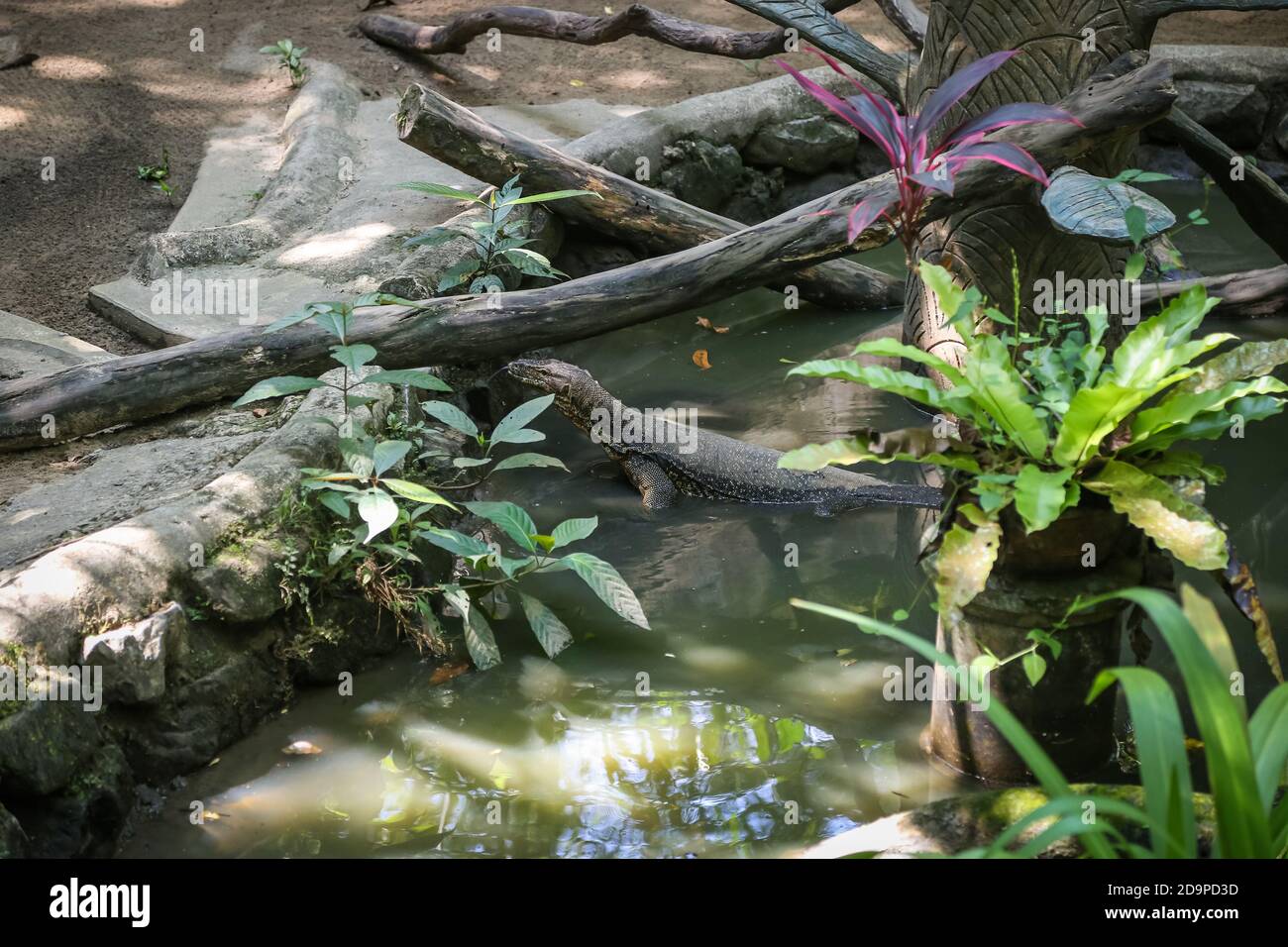 Komodo dragon in natural habitat. Biggest living lizard in the world ...
