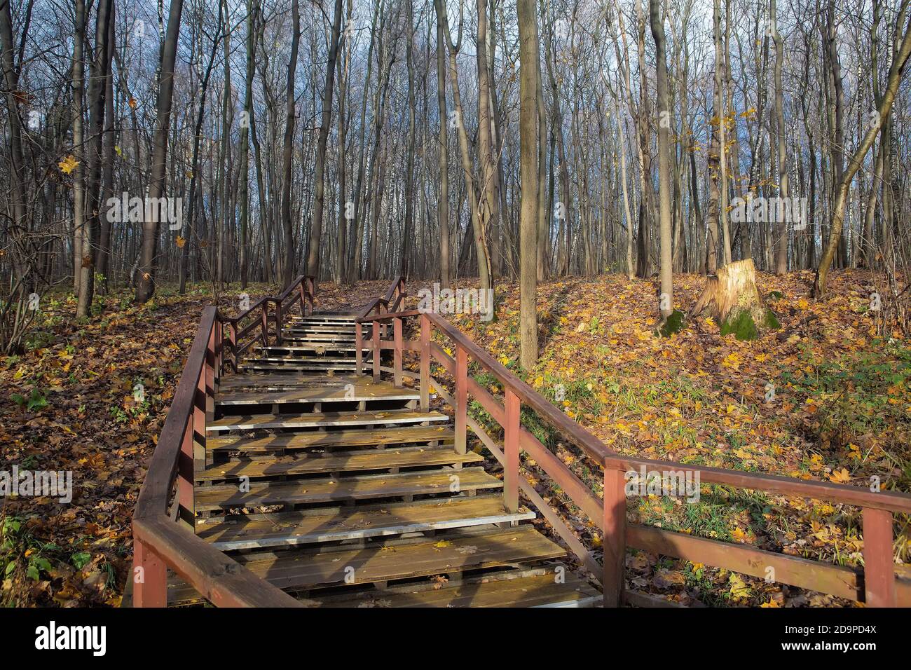 Forest stairs hi-res stock photography and images - Alamy