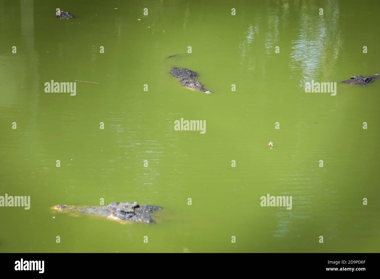 isolated shot of a large crocodile resting inside the cage at Jong's ...