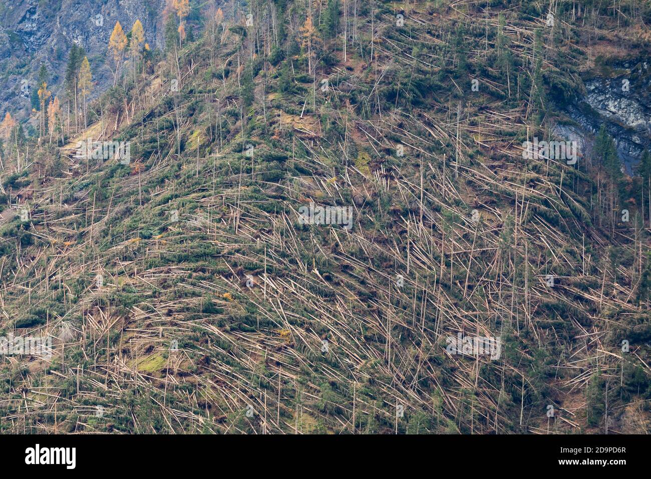 Vaia disaster hi-res stock photography and images - Alamy