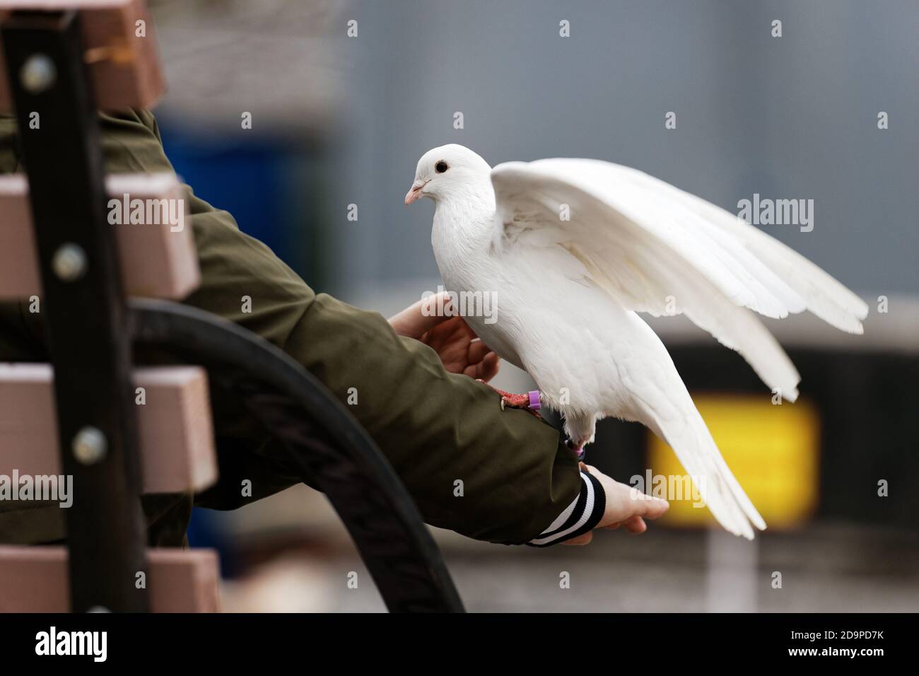Hand holding dove hi-res stock photography and images - Alamy