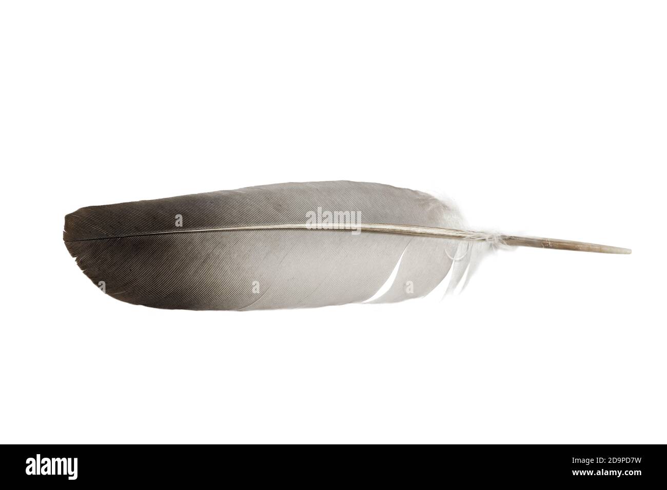 Closeup photo of pigeon feather isolated on white Stock Photo - Alamy