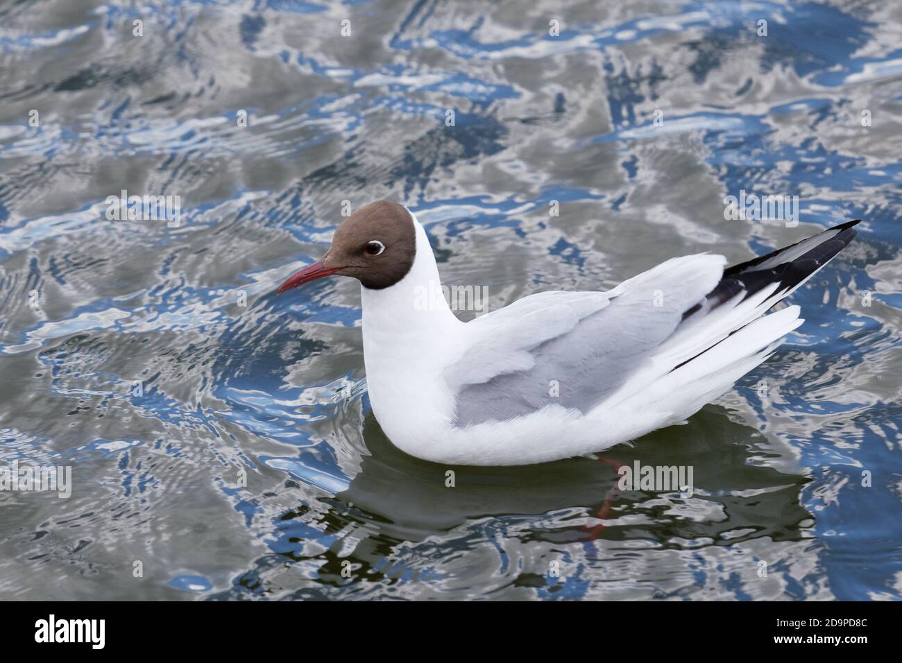 White seagull floating in water. Close up Stock Photo - Alamy
