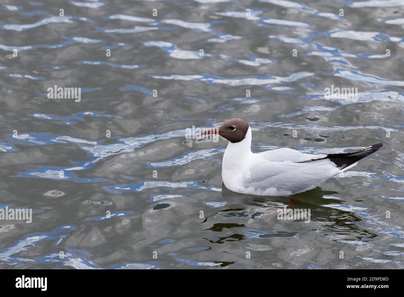 White seagull floating in water. Profile portret Stock Photo - Alamy