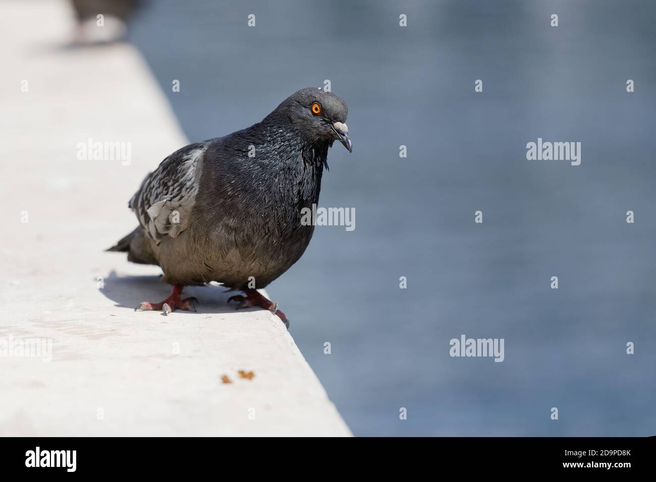 Pigeon sitting down hi-res stock photography and images - Alamy