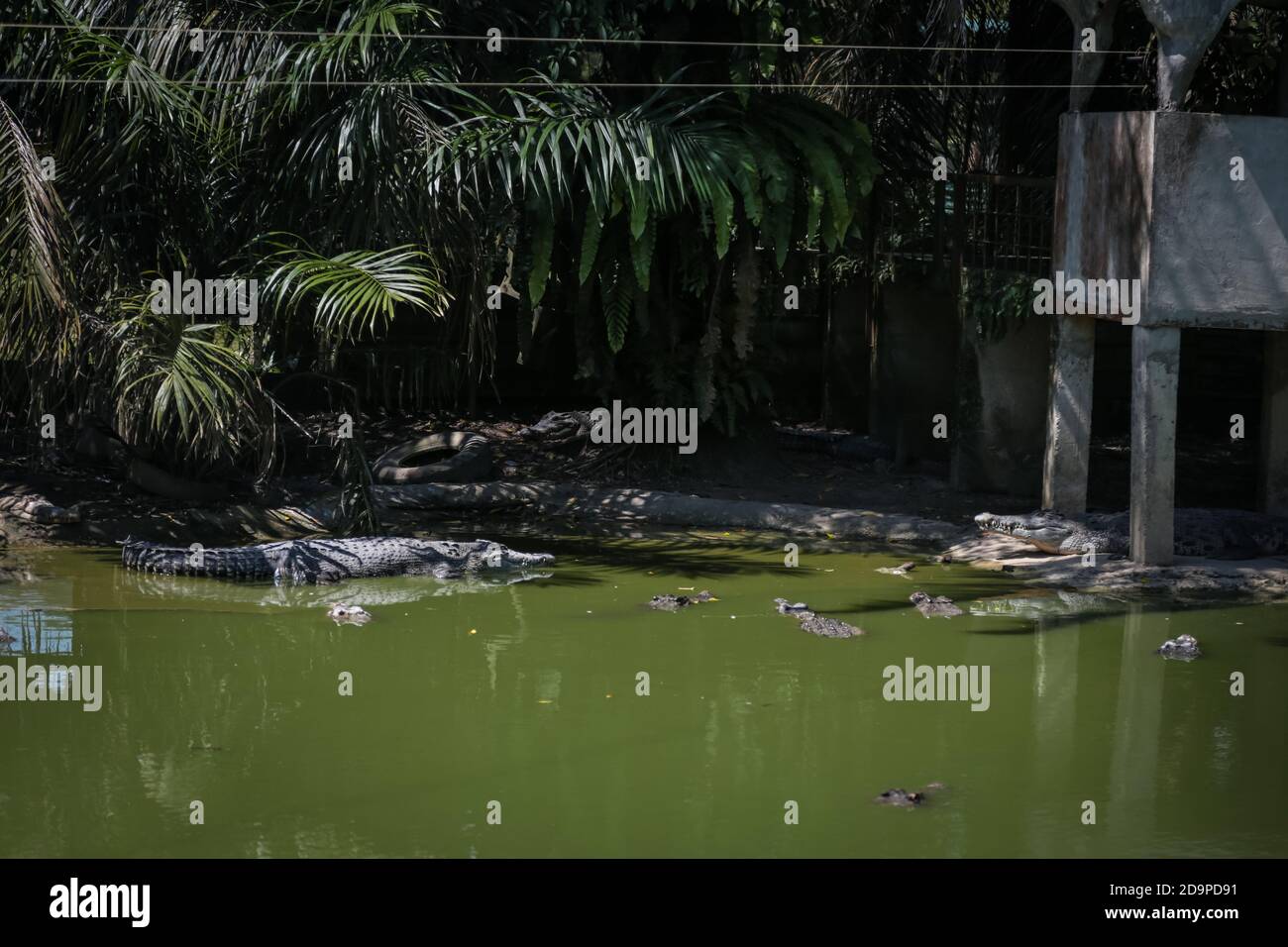 Crocodile teeth in cage hi-res stock photography and images - Alamy
