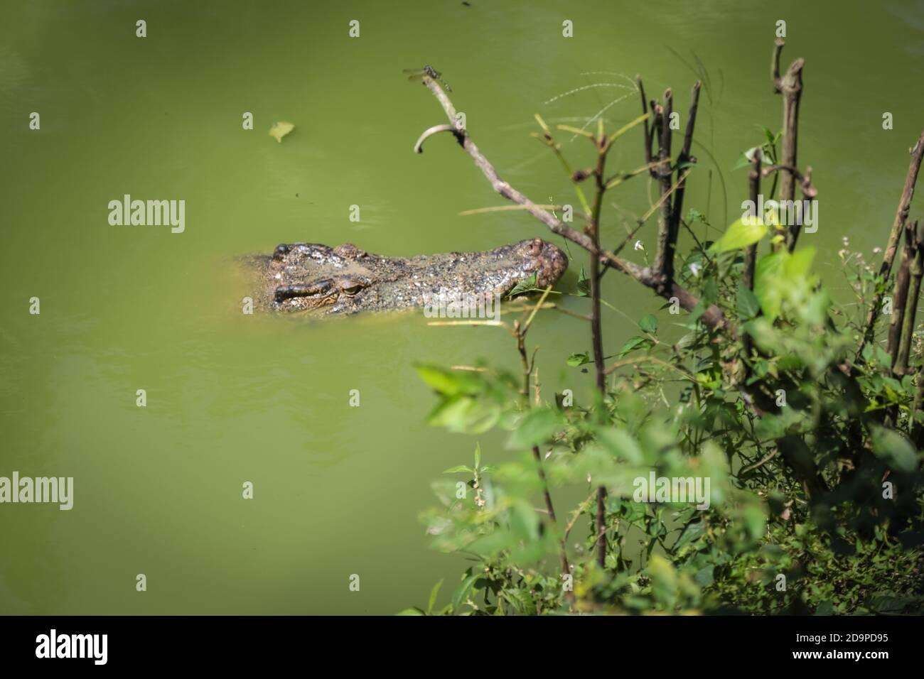 isolated shot of a large crocodile resting inside the cage at Jong's ...