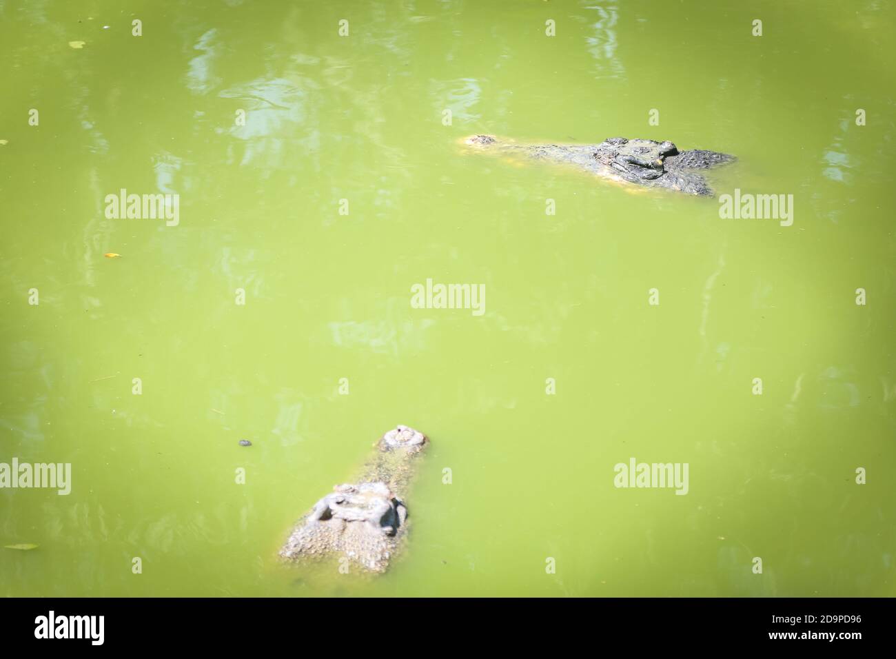 isolated shot of a large crocodile resting inside the cage at Jong's ...