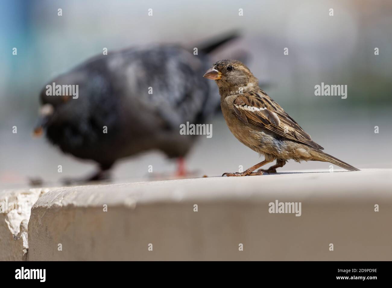 Pigeon blurred background hi-res stock photography and images - Alamy