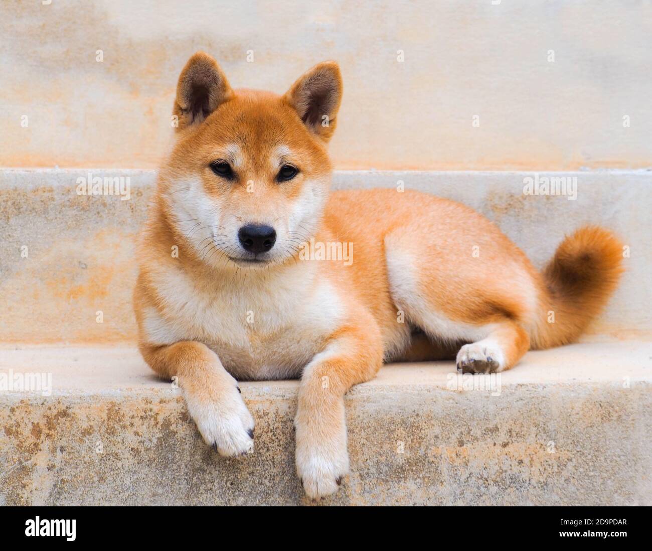 Shiba Inu puppy looks like a little fox Stock Photo - Alamy
