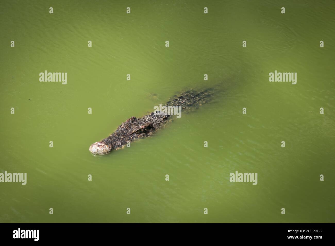 isolated shot of a large crocodile resting inside the cage at Jong's ...