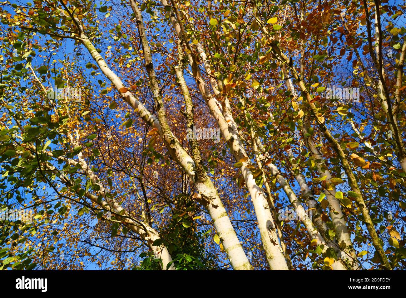 Silver birch trees garden uk hi-res stock photography and images - Alamy