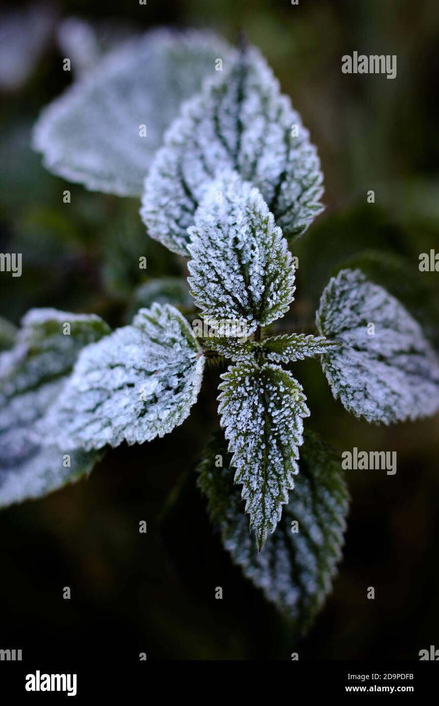 Sheet with hoarfrost hi-res stock photography and images - Alamy