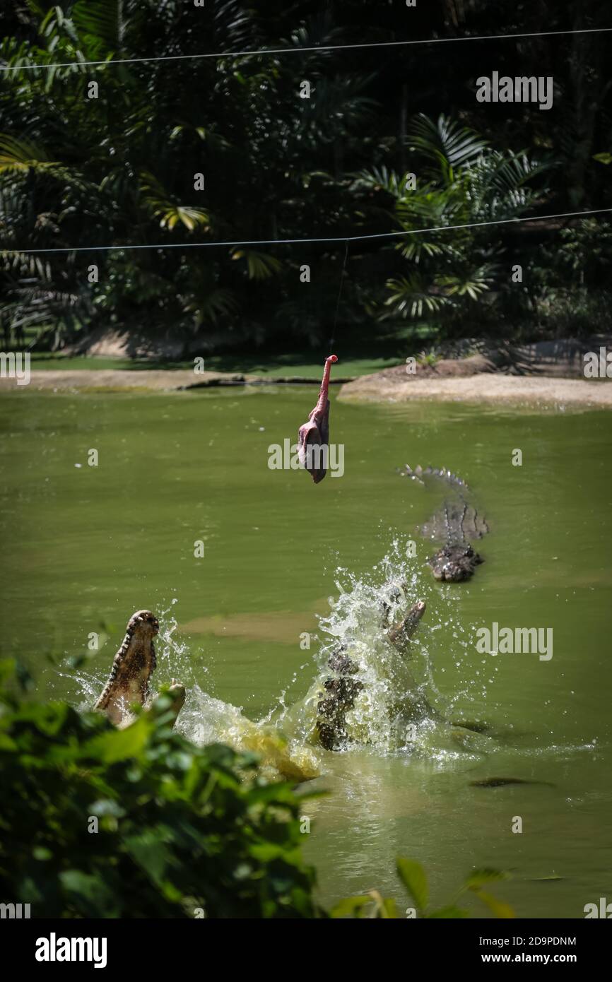 Crocodiles jumping out of the water for the feeding sessions in Jong's ...