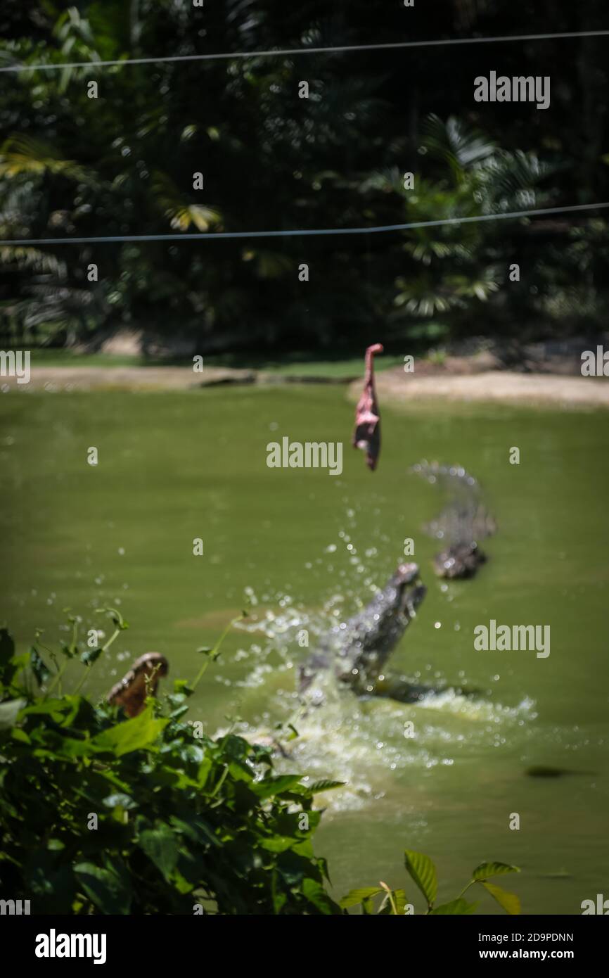 Crocodiles jumping out of the water for the feeding sessions in Jong's ...