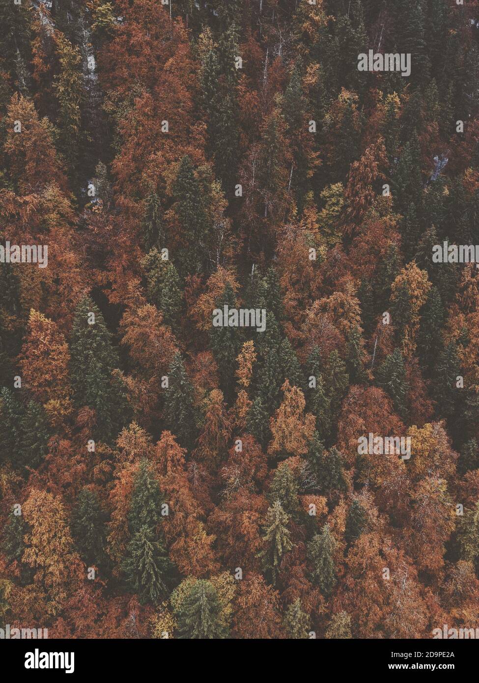 autumn coniferous forest from above Stock Photo - Alamy