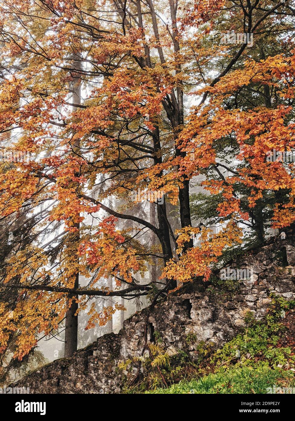 autumn tree protrudes from behind a wall Stock Photo - Alamy