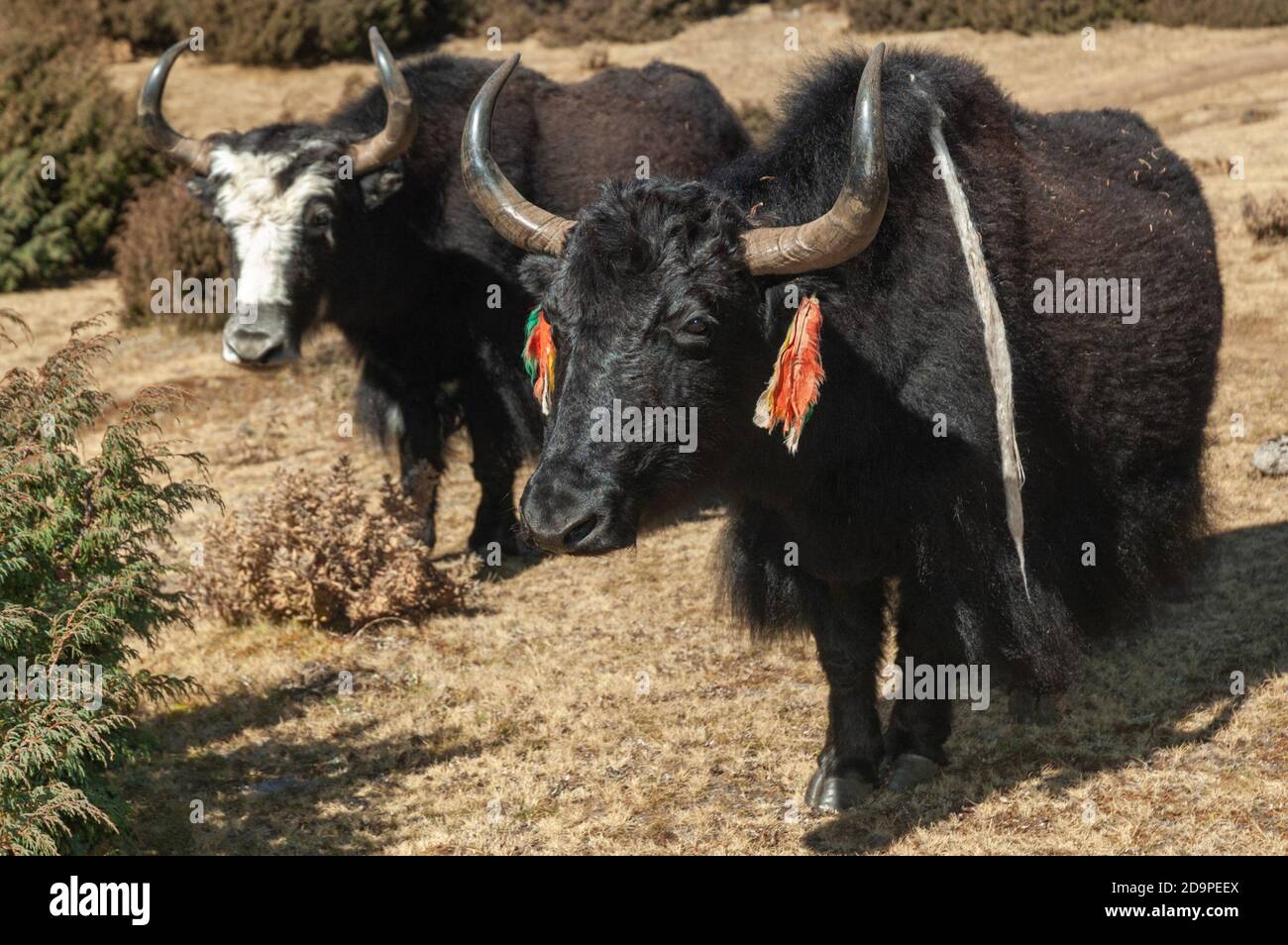Long haired Yaks in the Nepal Himalaya Stock Photo - Alamy