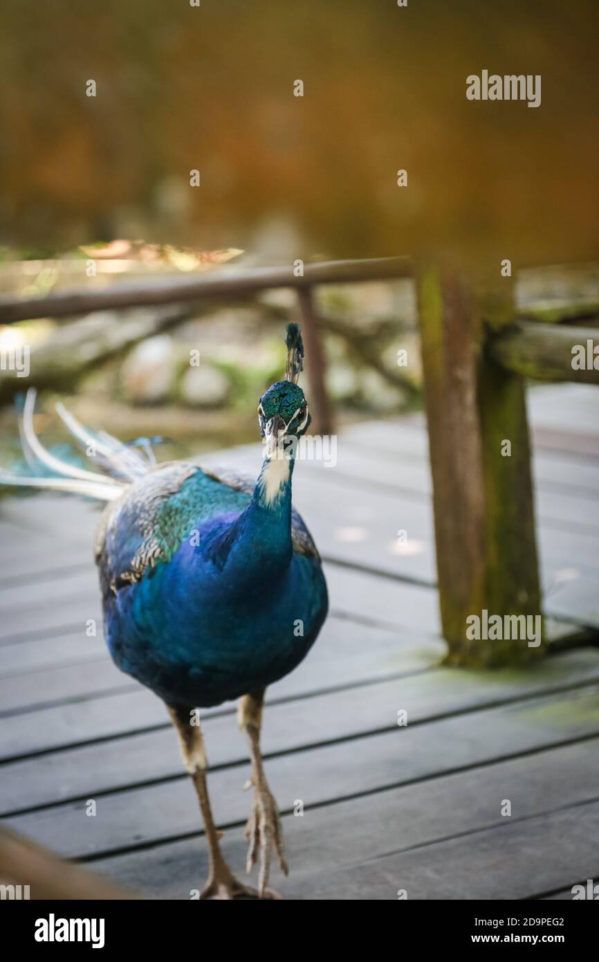 isolated shot of a blue peacock resting on top of a tree branch at a ...