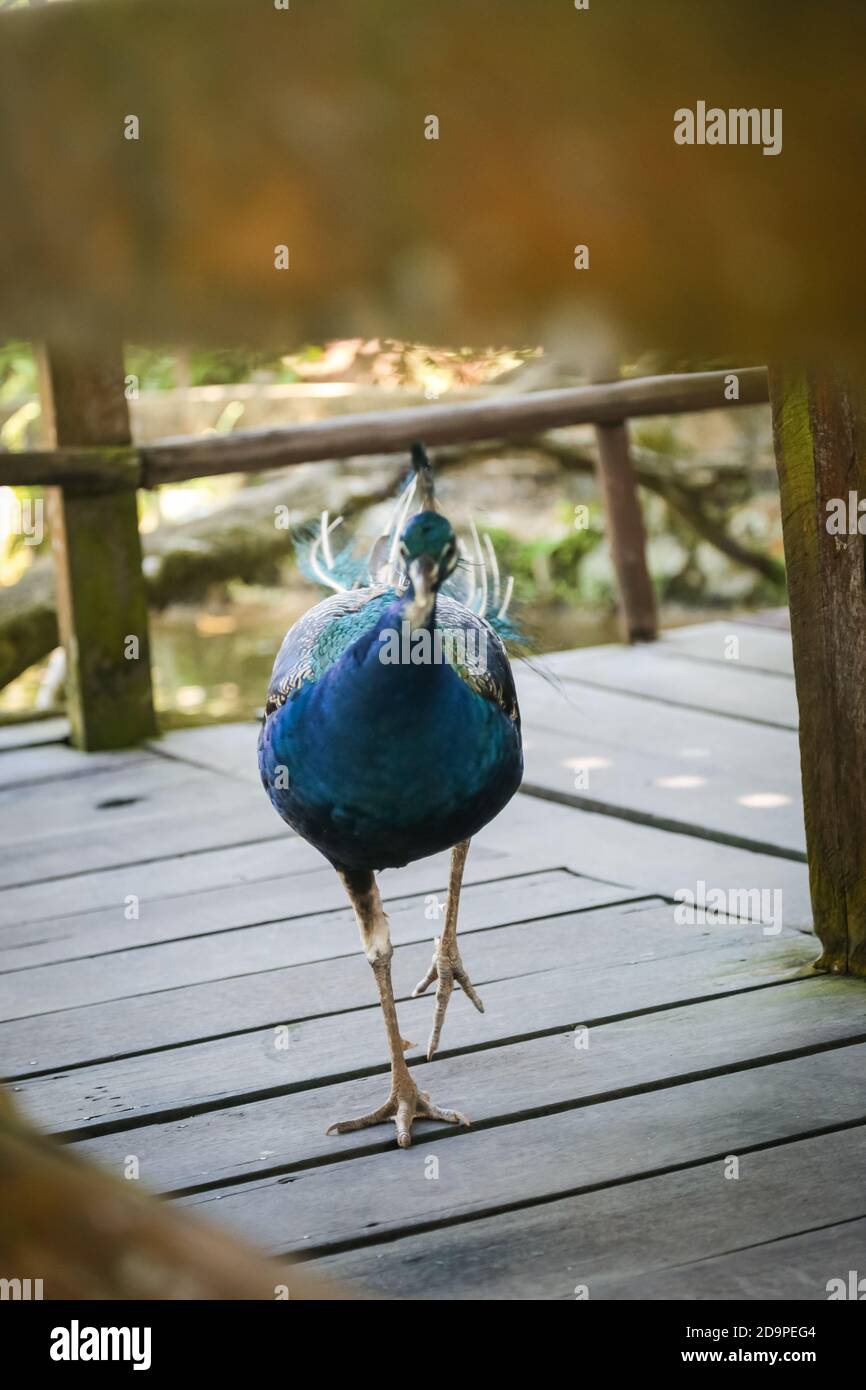 isolated shot of a blue peacock resting on top of a tree branch at a ...
