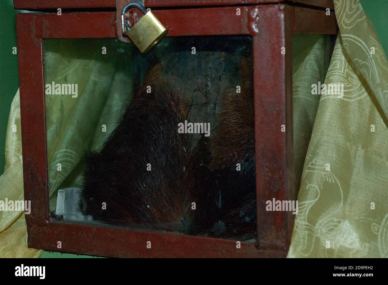 The famous Yeti skull of Khumjung Gomba monastery Stock Photo - Alamy