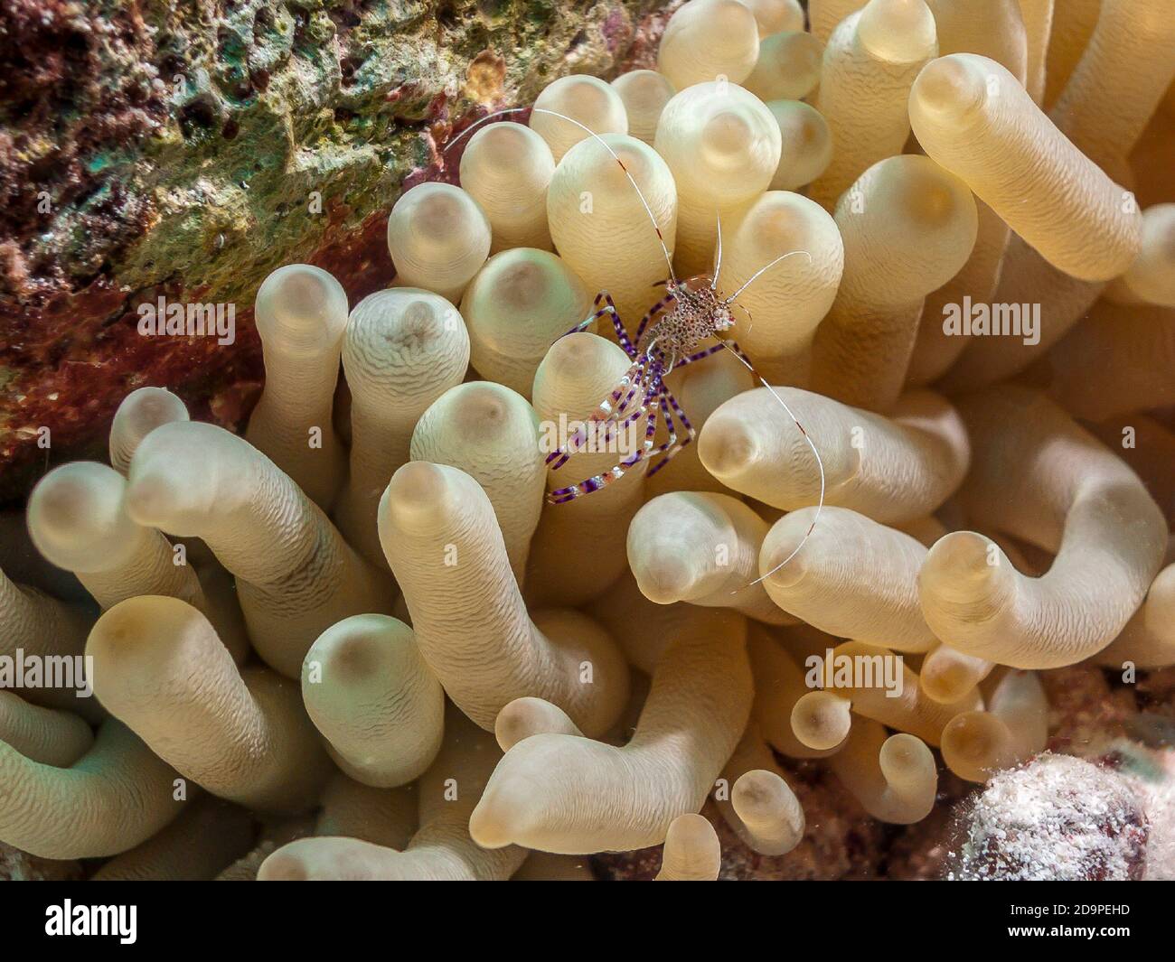 Order of predatory hi-res stock photography and images - Alamy