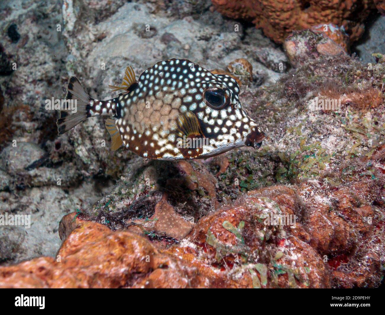 Lactophrys triqueter also known as the smooth trunkfish, is a species ...