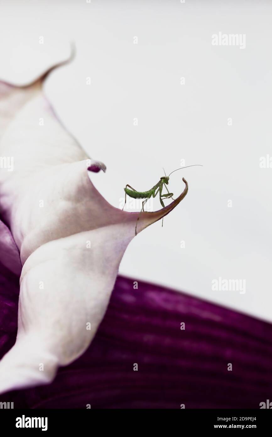 Baby praying mantis hi-res stock photography and images - Alamy