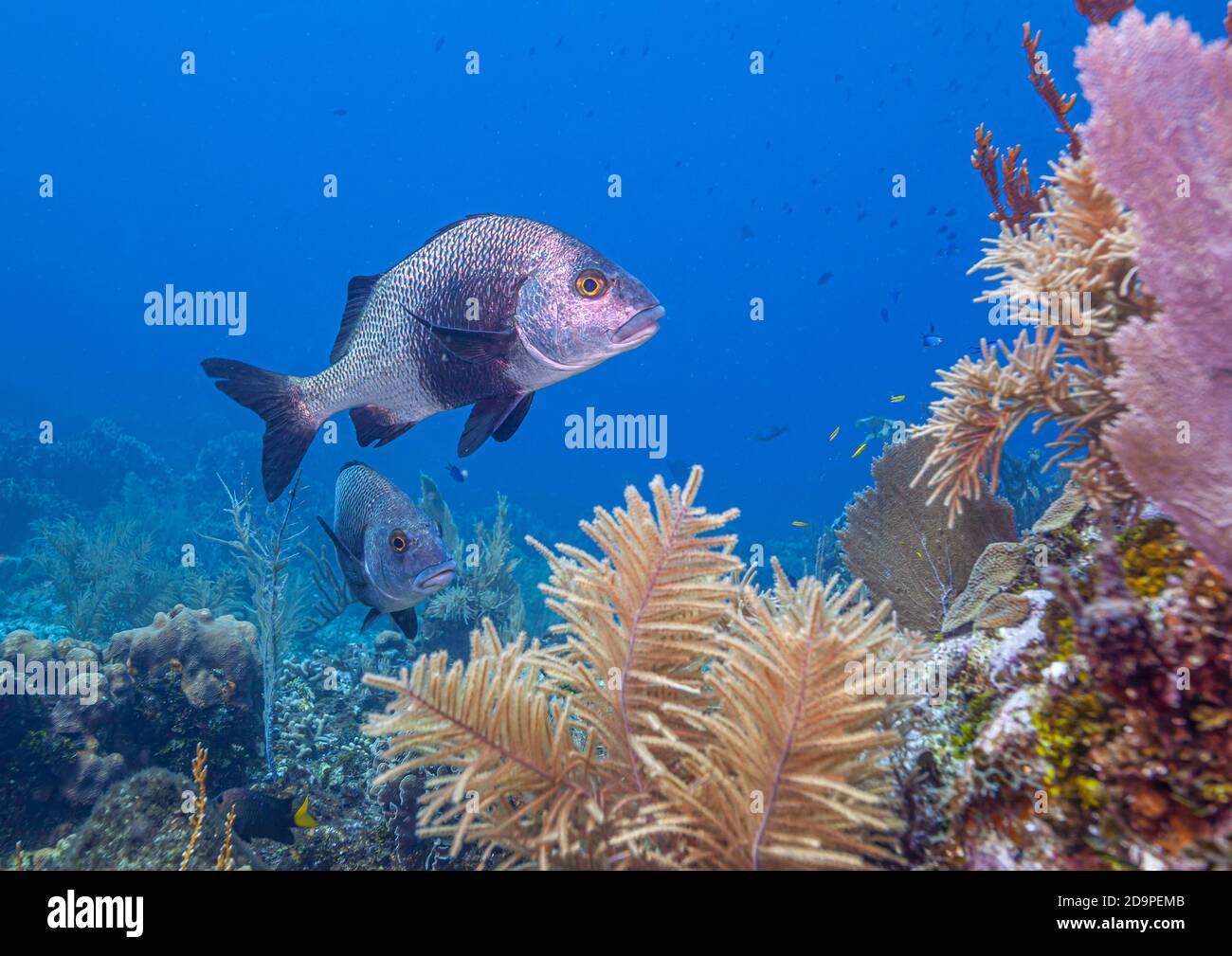 black margate ,Anisotremus surinamensis, is a species of grunt native ...