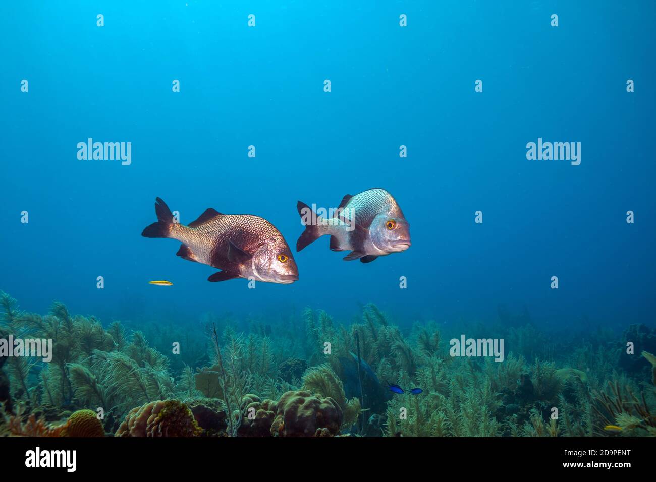 black margate ,Anisotremus surinamensis, is a species of grunt native ...