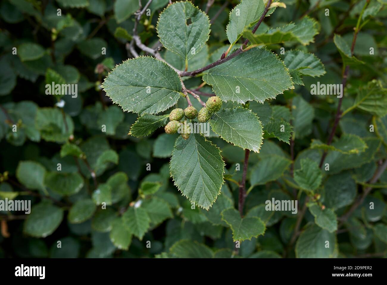 Alder alnus incana tree branch hi-res stock photography and images - Alamy