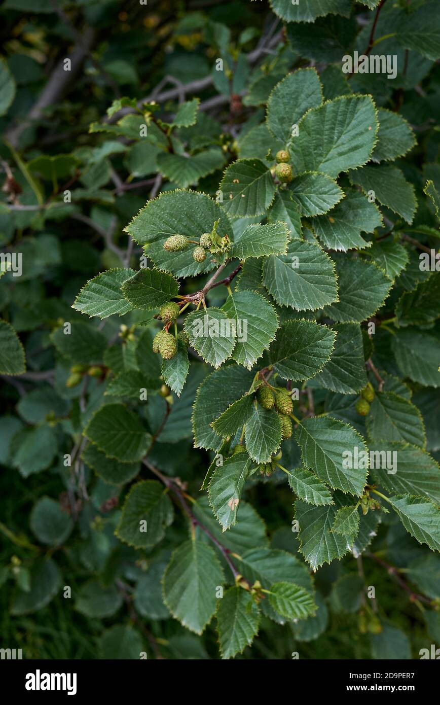 Grey alder alnus incana betulaceae hi-res stock photography and images ...