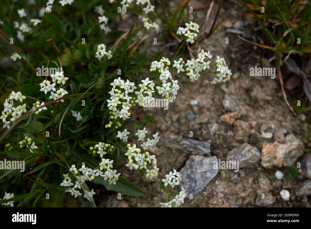 Heath bedstraw galium saxatile hi-res stock photography and images - Alamy