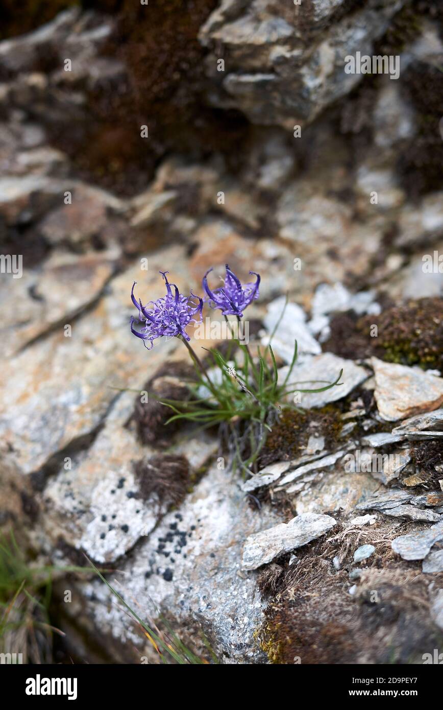 Phyteuma hemisphaericum blue violet inflorescence Stock Photo - Alamy