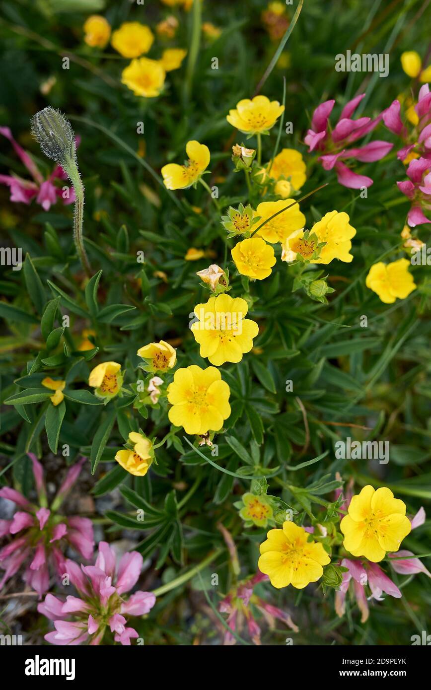 Potentilla aurea hi-res stock photography and images - Alamy
