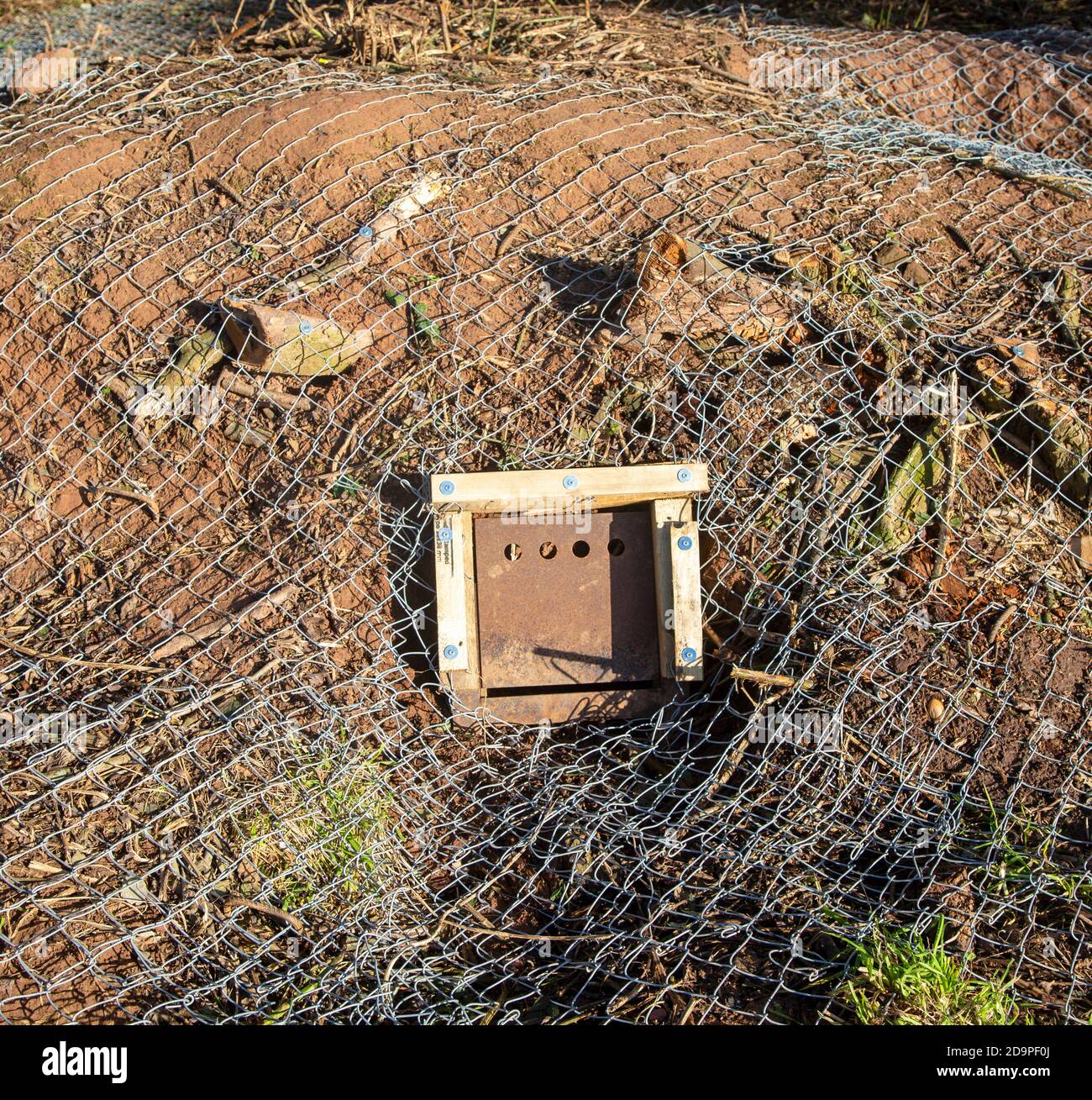 Eviction of badgers clearance of badger sett using metal fencing and ...