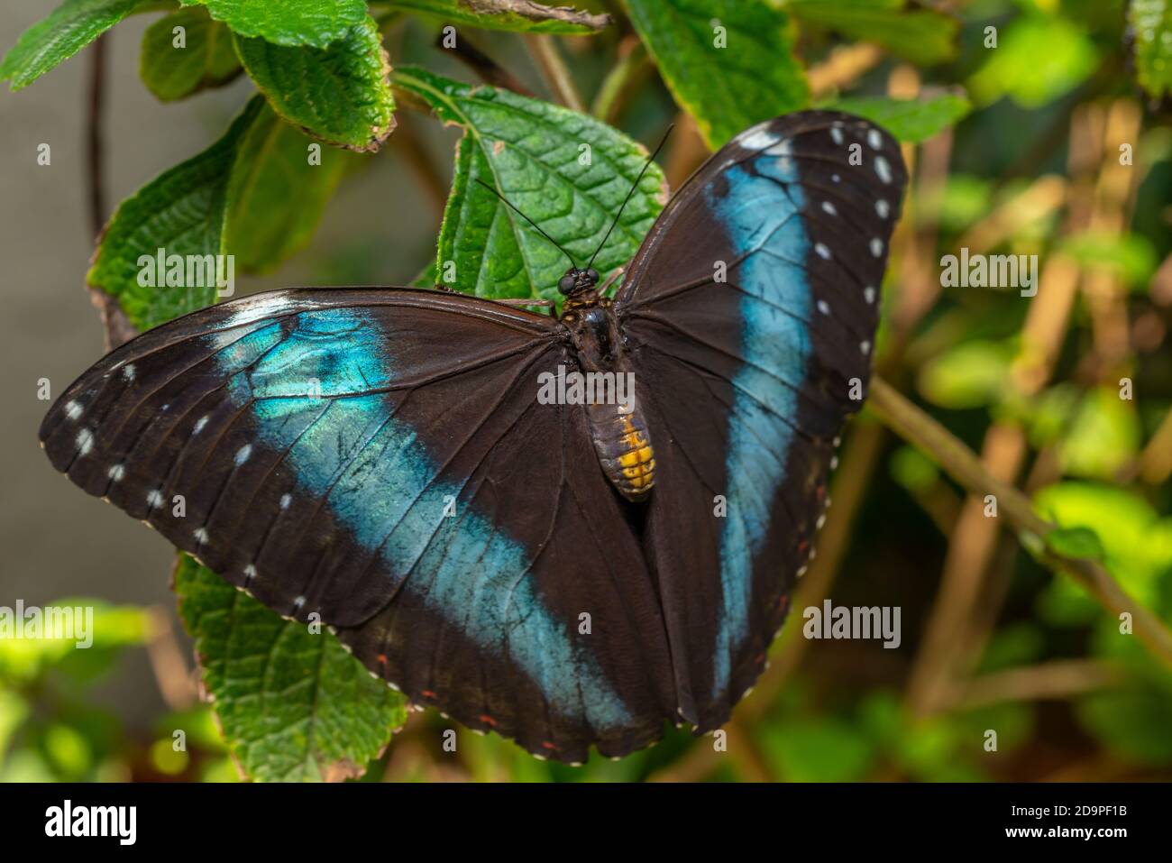 morpho butterflies comprise many species of Neotropical butterfly under ...