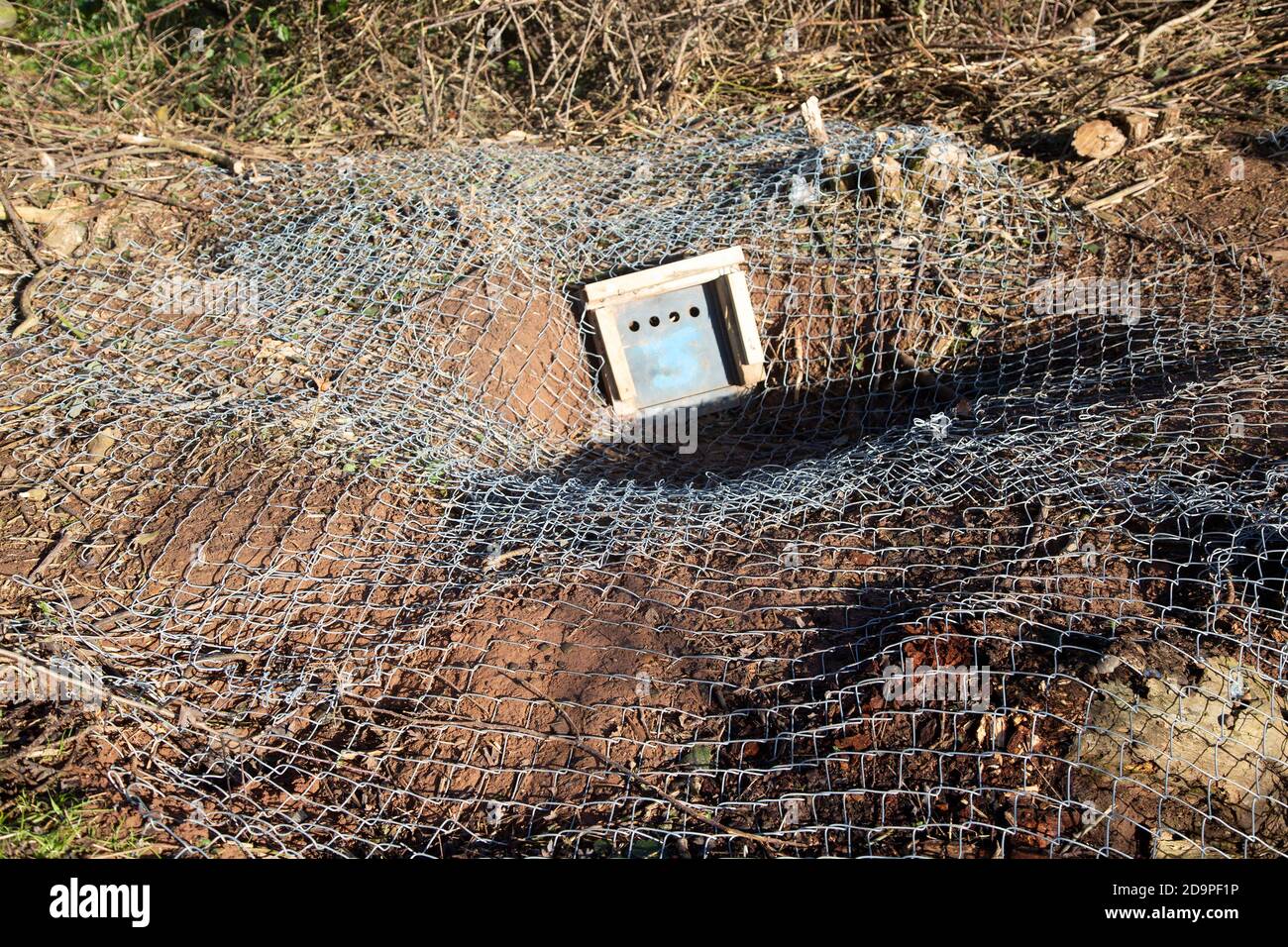 Eviction of badgers clearance of badger sett using metal fencing and ...