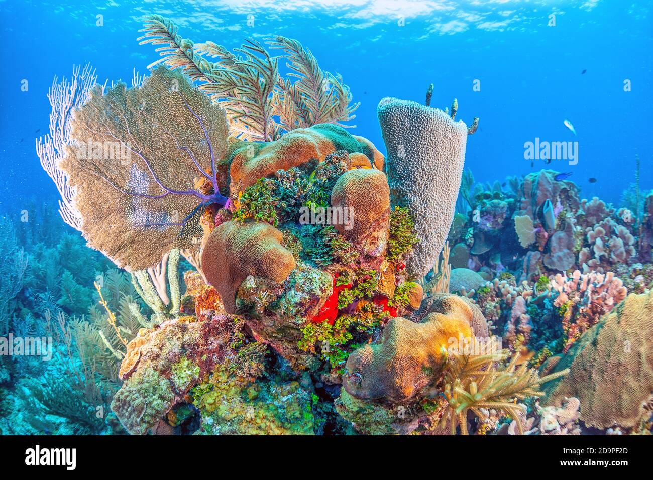 Caribbean coral reef off the coast of the island of Bonaire Stock Photo ...