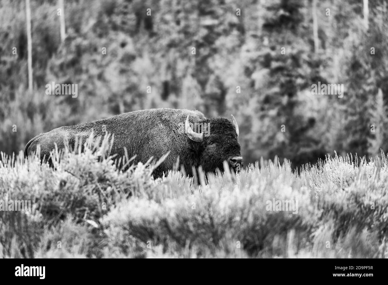 American Bison - Bisonte Americano, (Bison bison), Yellowstone National ...