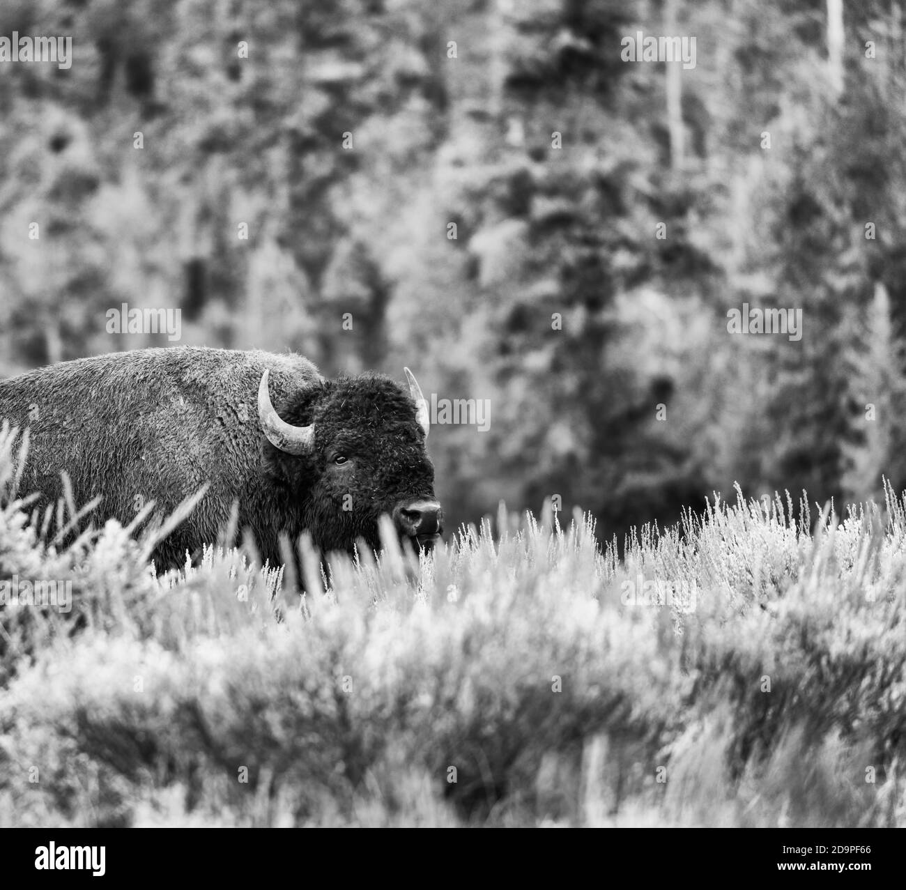 Bisonte bisonte bisonte bisonte americano Black and White Stock Photos ...