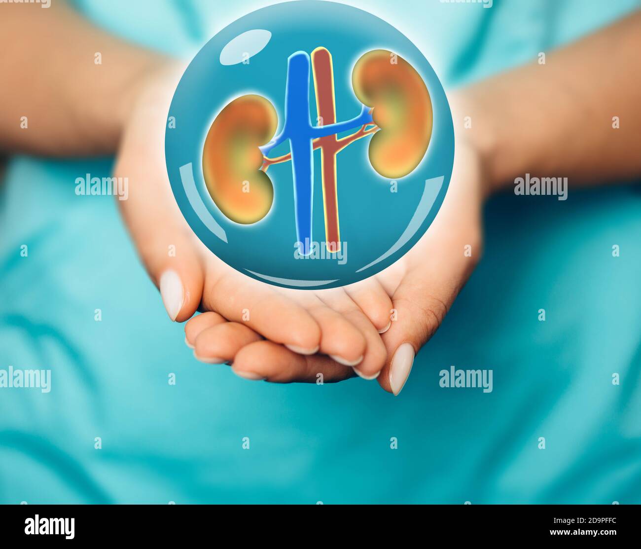 Human kidney hi-res stock photography and images - Alamy