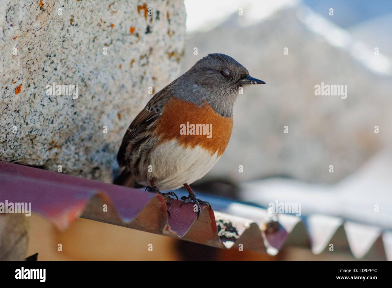 Accentor rubeculoides hi-res stock photography and images - Alamy