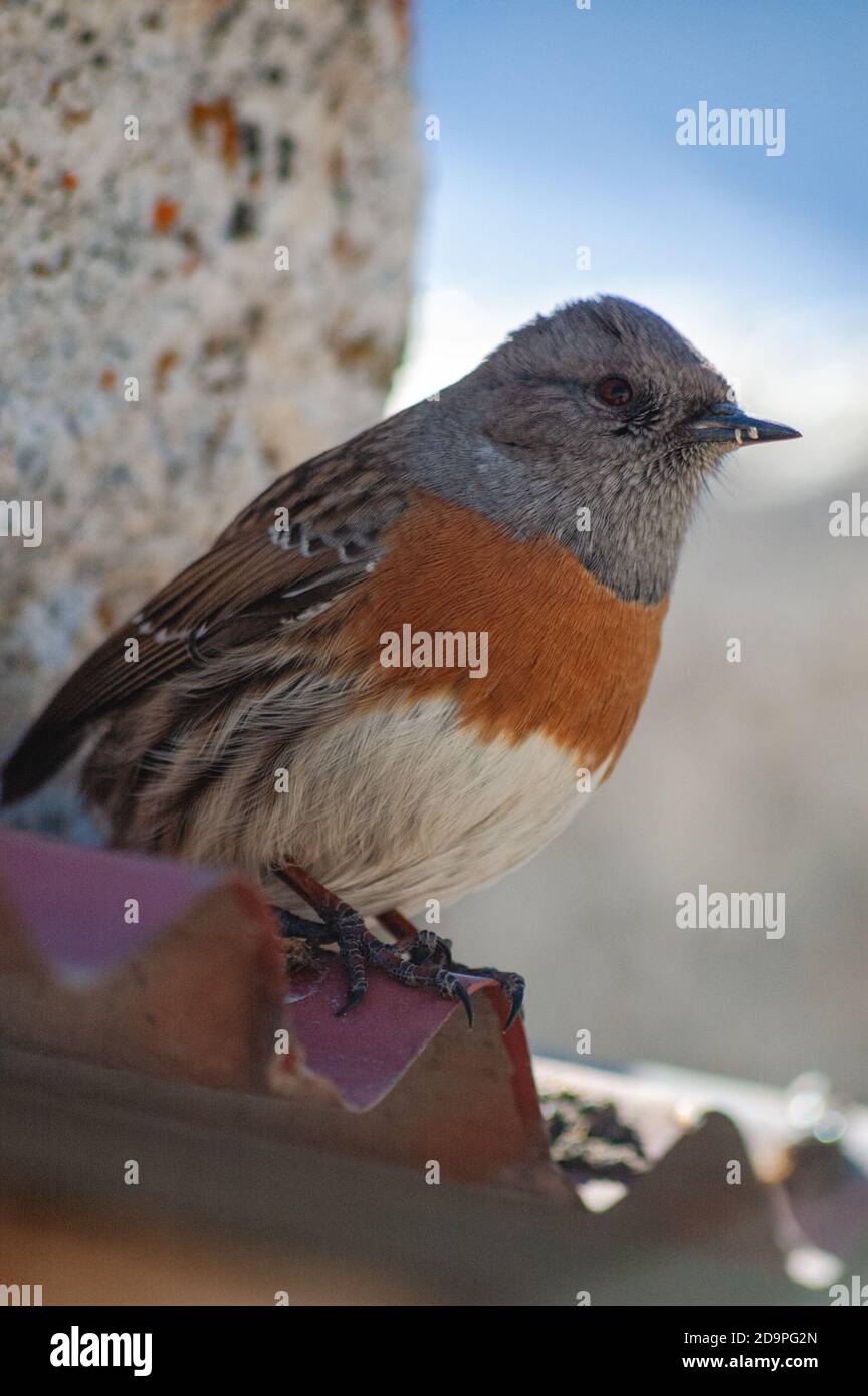 Himalayan robin hi-res stock photography and images - Alamy
