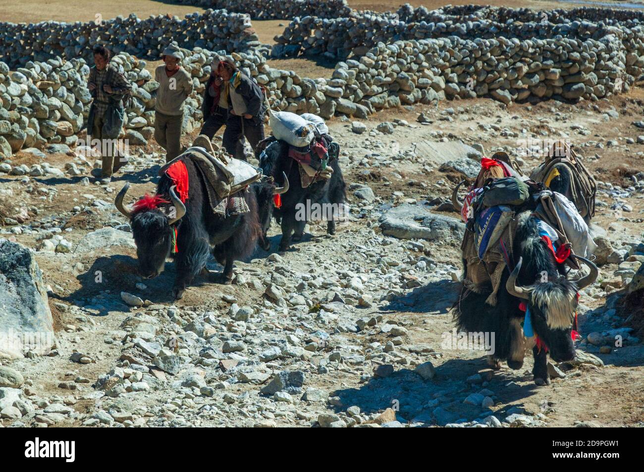 A group of men herd Long haired Yaks in the Nepal Himalaya Stock Photo ...