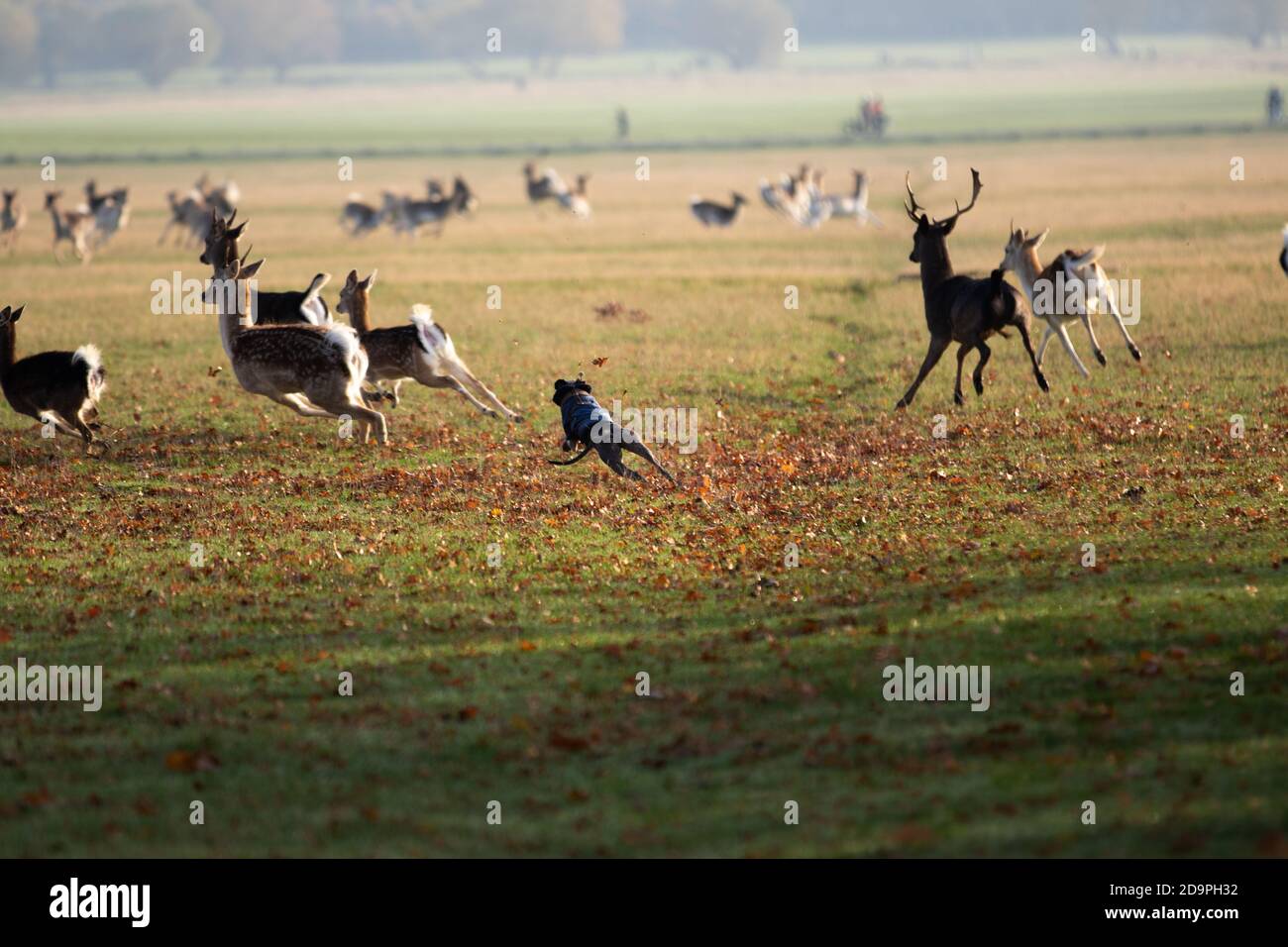 Uncontrolled dog hi-res stock photography and images - Alamy