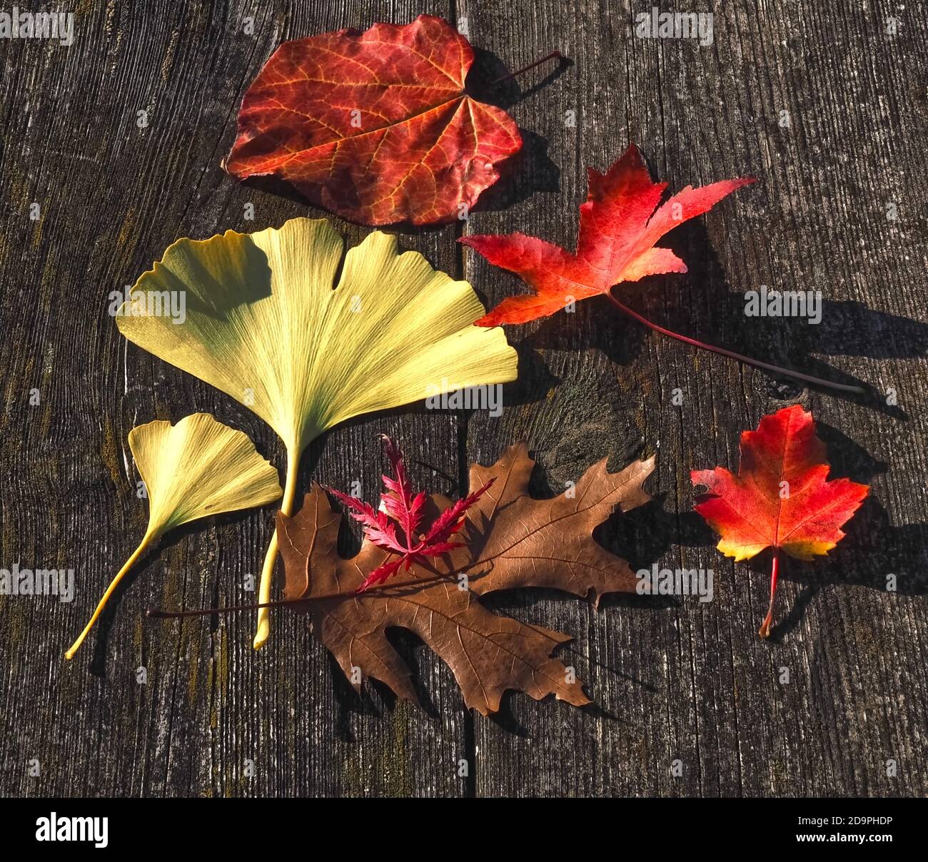 Colors of autumn - Mix of leafs, Ginkgo, maple, oak, on wooden ...