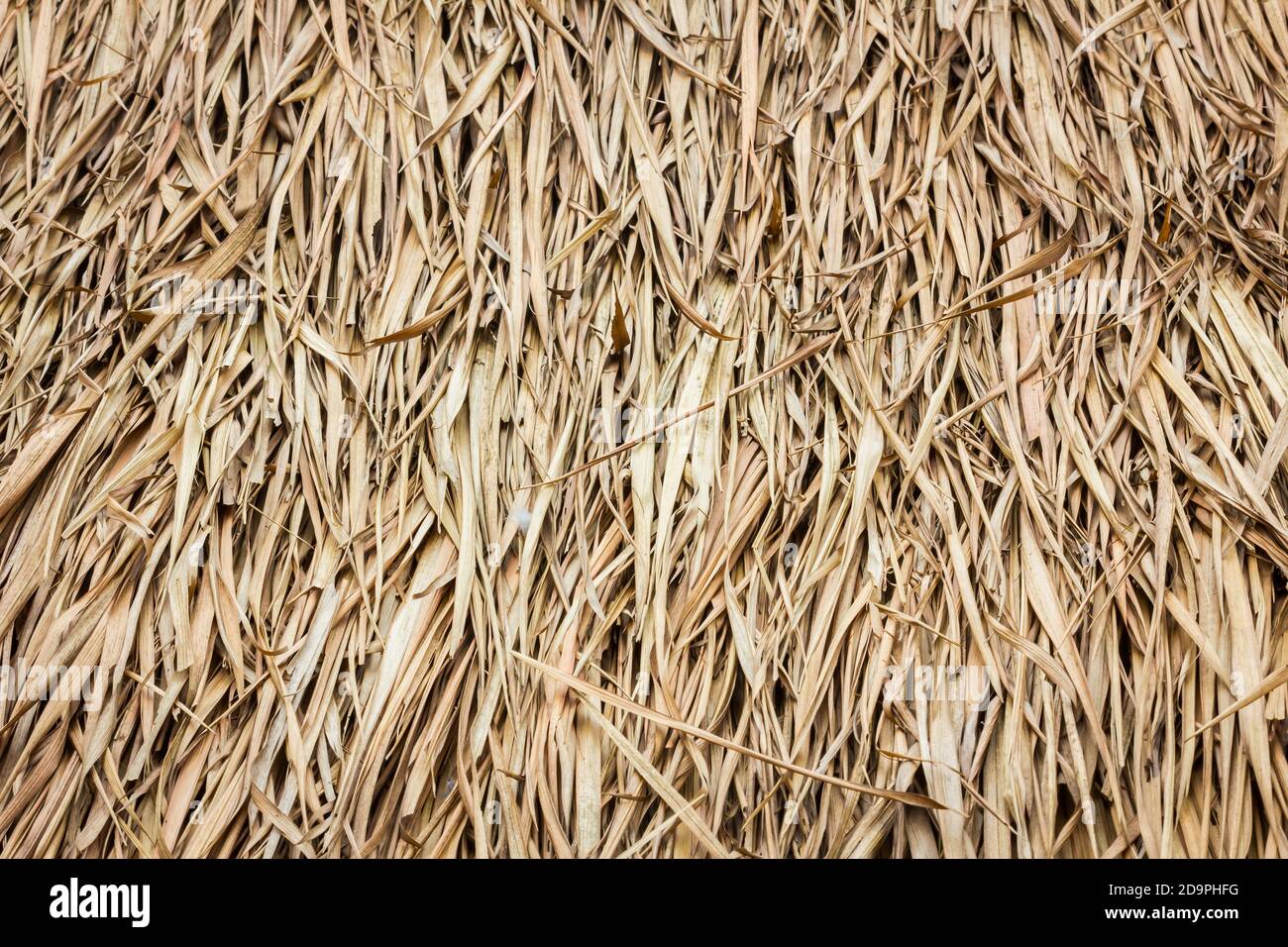 Cogon grass hi-res stock photography and images - Alamy