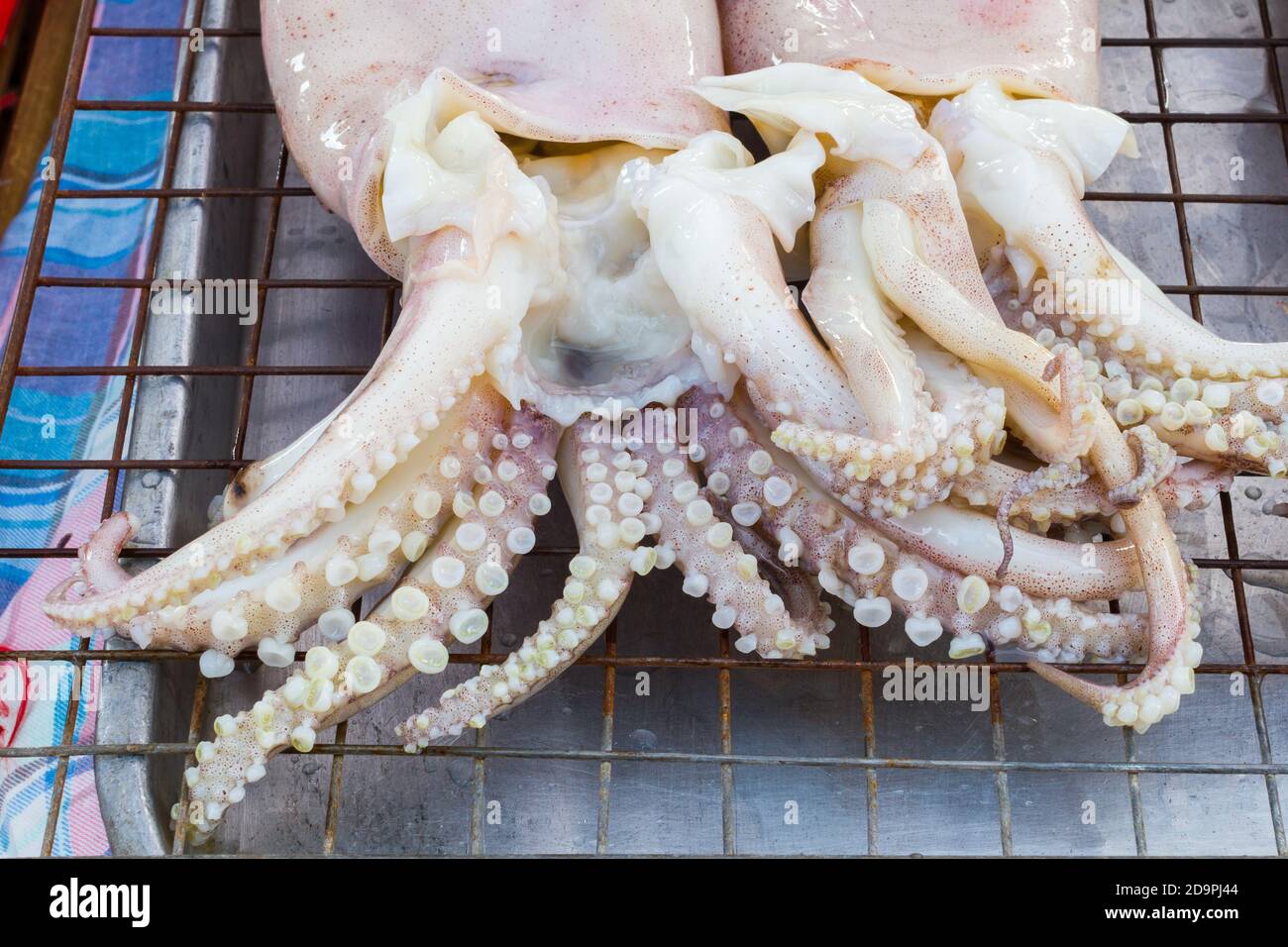 fresh white squid on flat iron sieve in thai market Stock Photo - Alamy